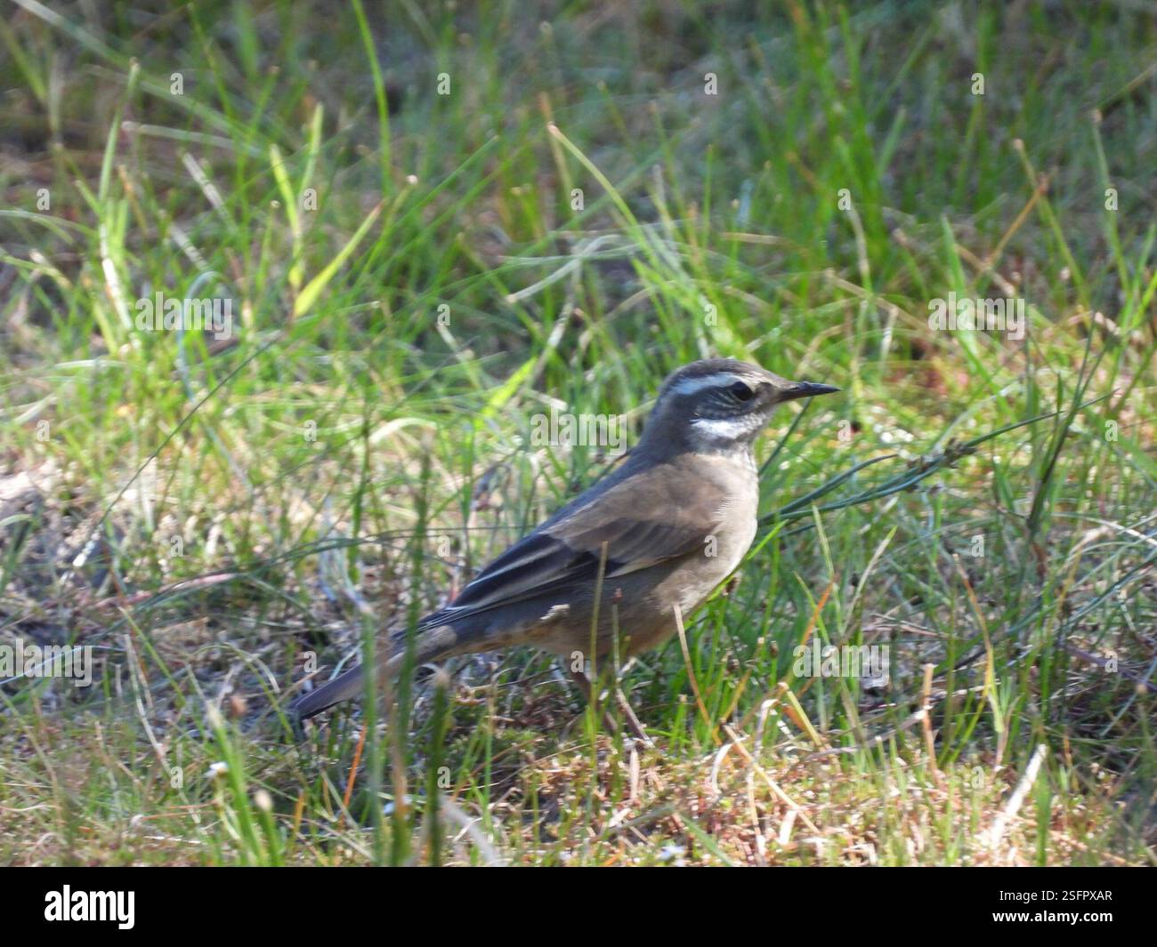 Buff-winged Cinclodes (Cinclodes fuscus), Aves, Lago Puelo, Chubut, AR Stock Photo - Alamy