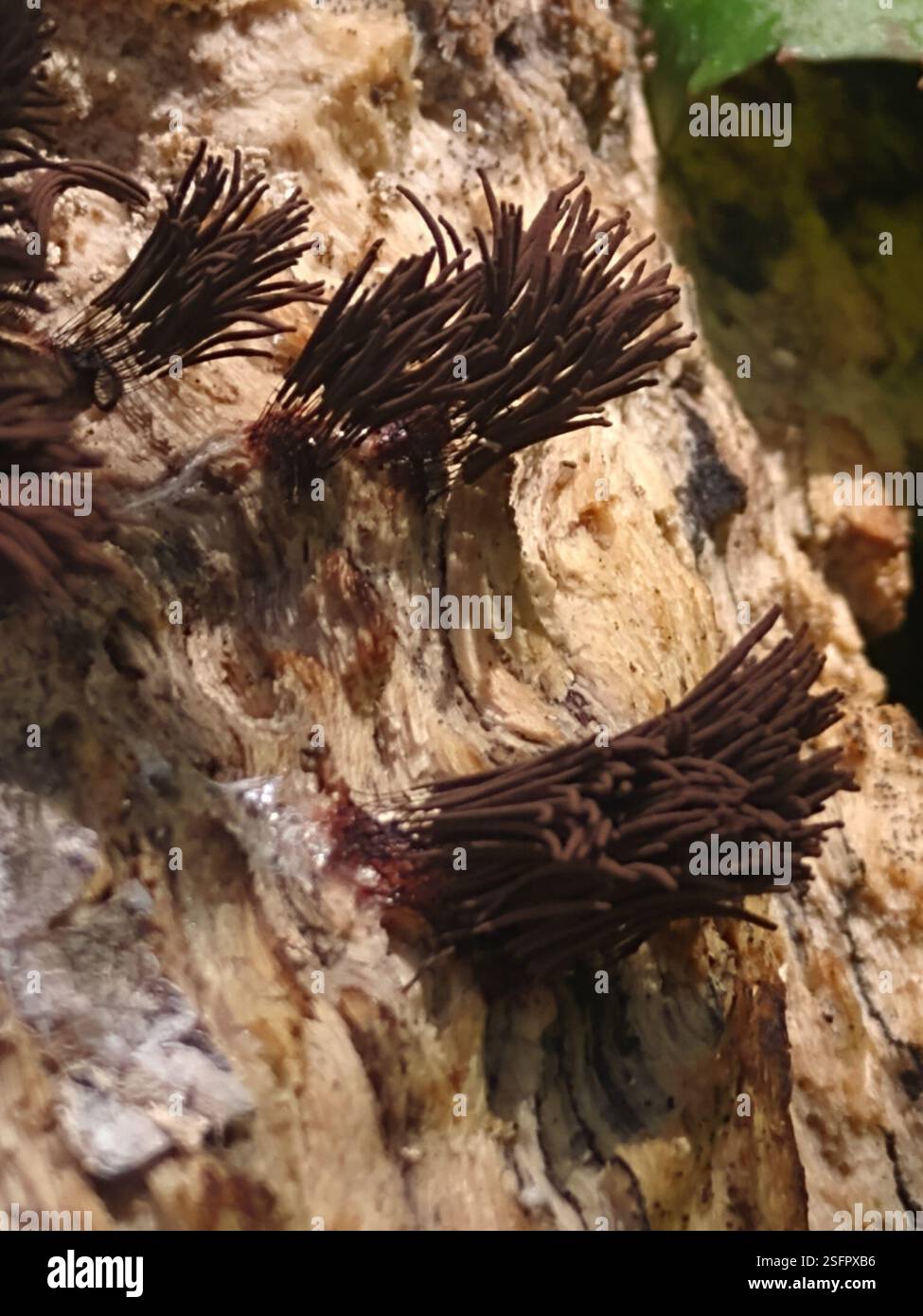 chocolate tube slime (Stemonitis splendens), Protozoa, Orleans County ...