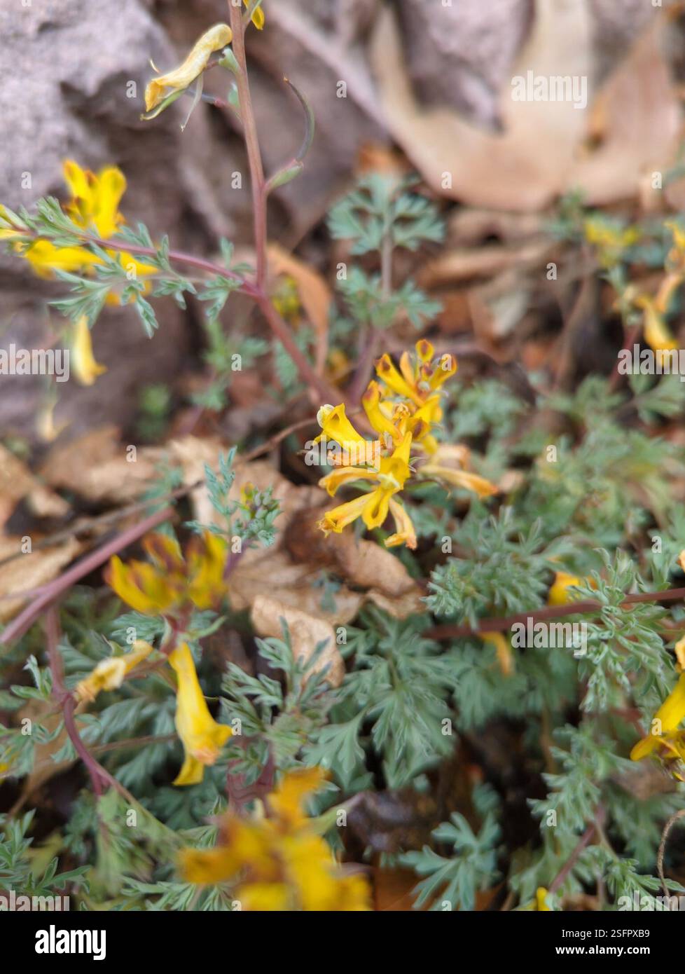 golden corydalis (Corydalis aurea), Plantae, Catron County, US-NM, US ...
