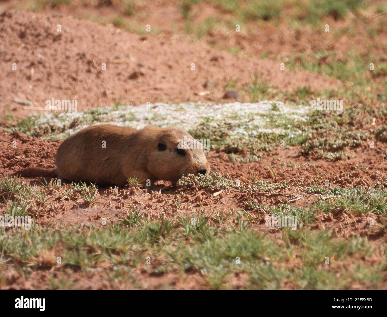 Highland Tuco-tuco (Ctenomys opimus), Mammalia, Abra Pampa, Jujuy, AR ...