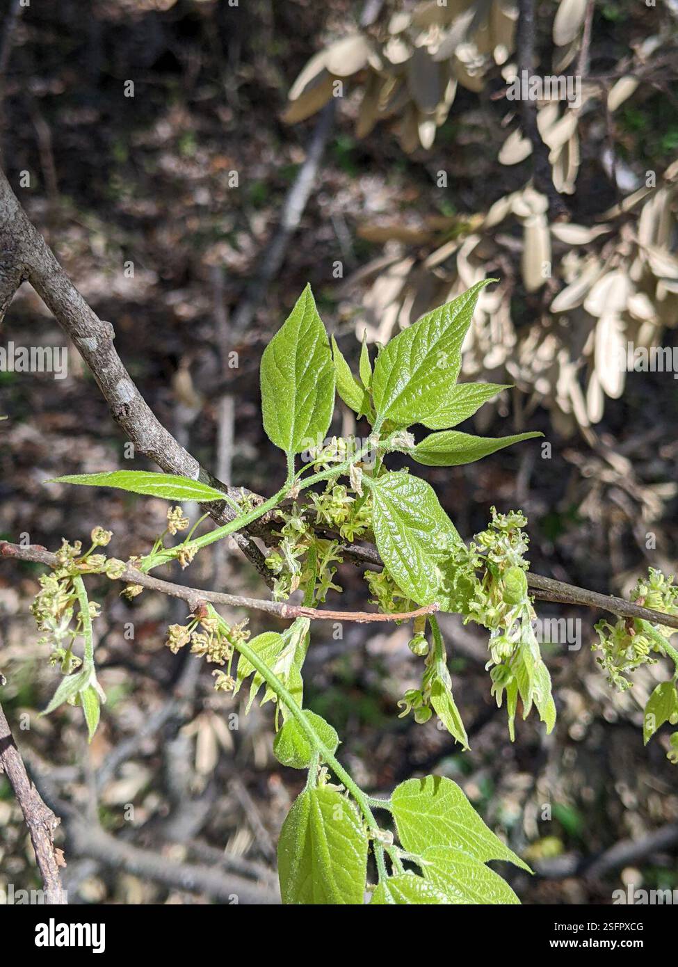 sugar hackberry (Celtis laevigata), Plantae, Chestnut, Austin, TX, USA ...