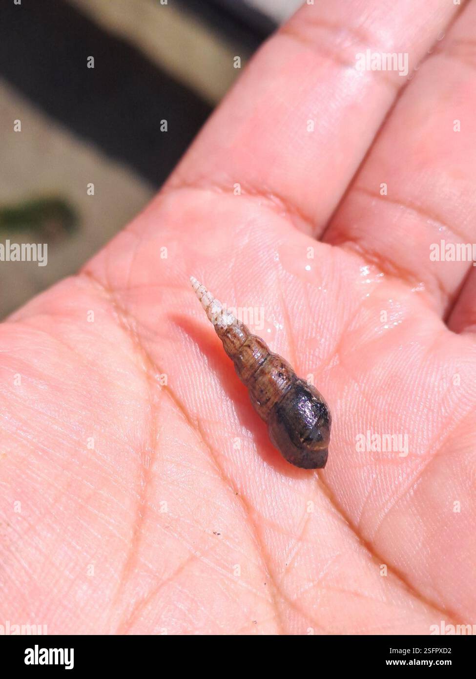Red-rimmed Melania (Melanoides tuberculata), Mollusca, Hacienda Buena ...