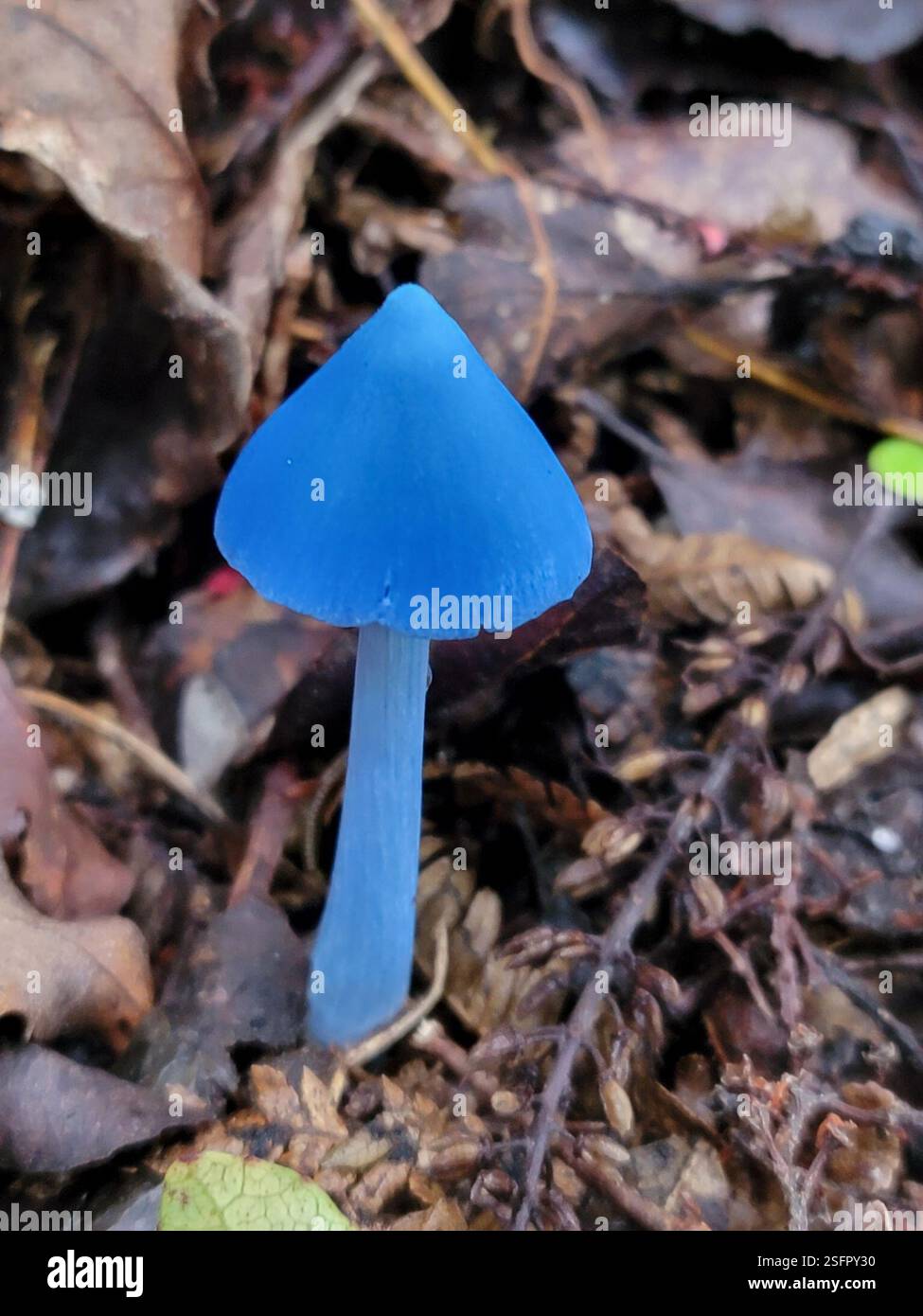 blue pinkgill (Entoloma hochstetteri), Fungi, Turiwhate 7875, New ...