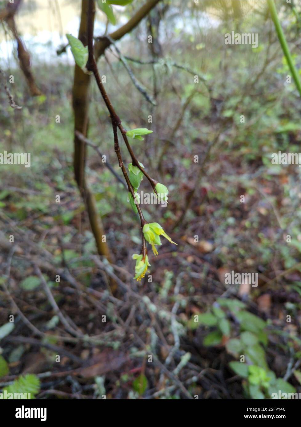 Western Leatherwood (Dirca occidentalis), Plantae, Belmont, CA, USA ...