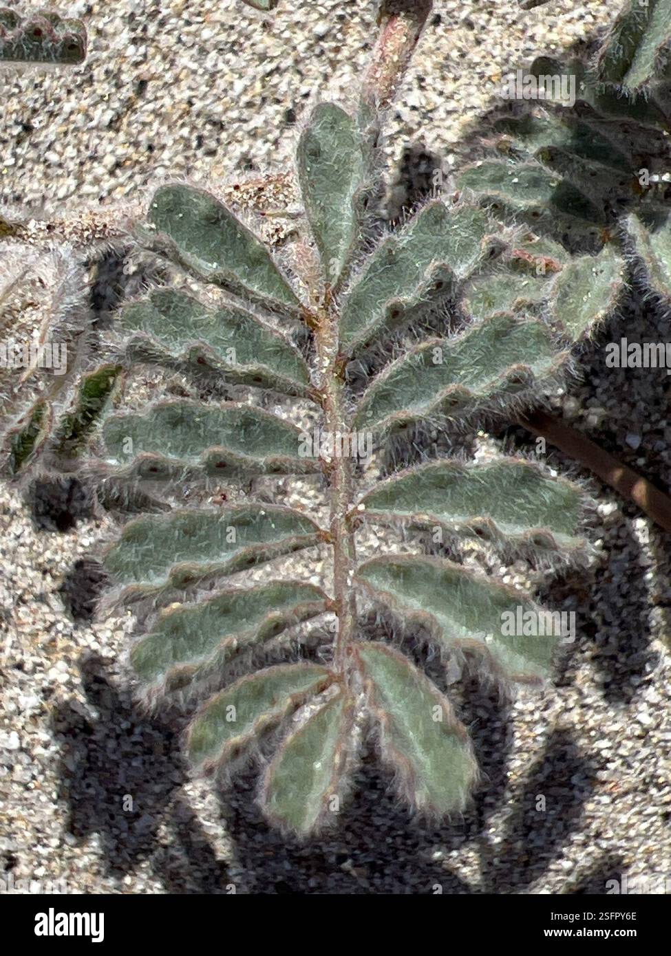 soft prairie clover (Dalea mollissima), Plantae, Anza-Borrego Desert ...