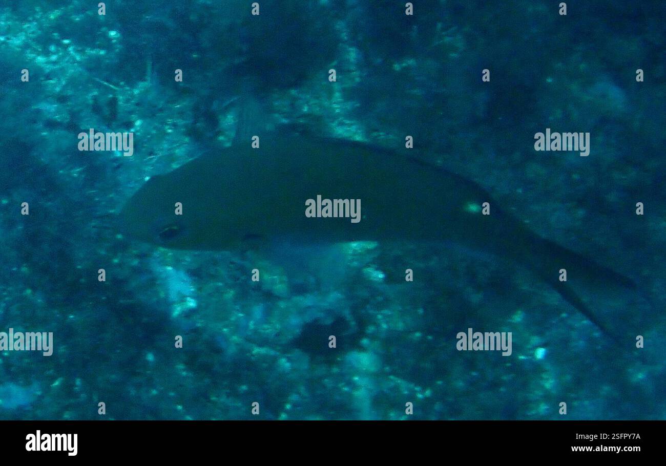 Brown Chromis (Azurina multilineata), Actinopterygii, Baía da ...