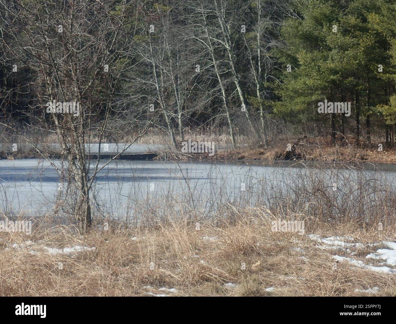American Beaver (Castor canadensis), Mammalia, Middlesex, Massachusetts ...