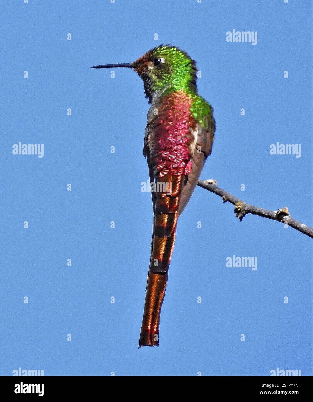 Red-tailed Comet (Sappho sparganurus), Aves, Ambato, Catamarca ...