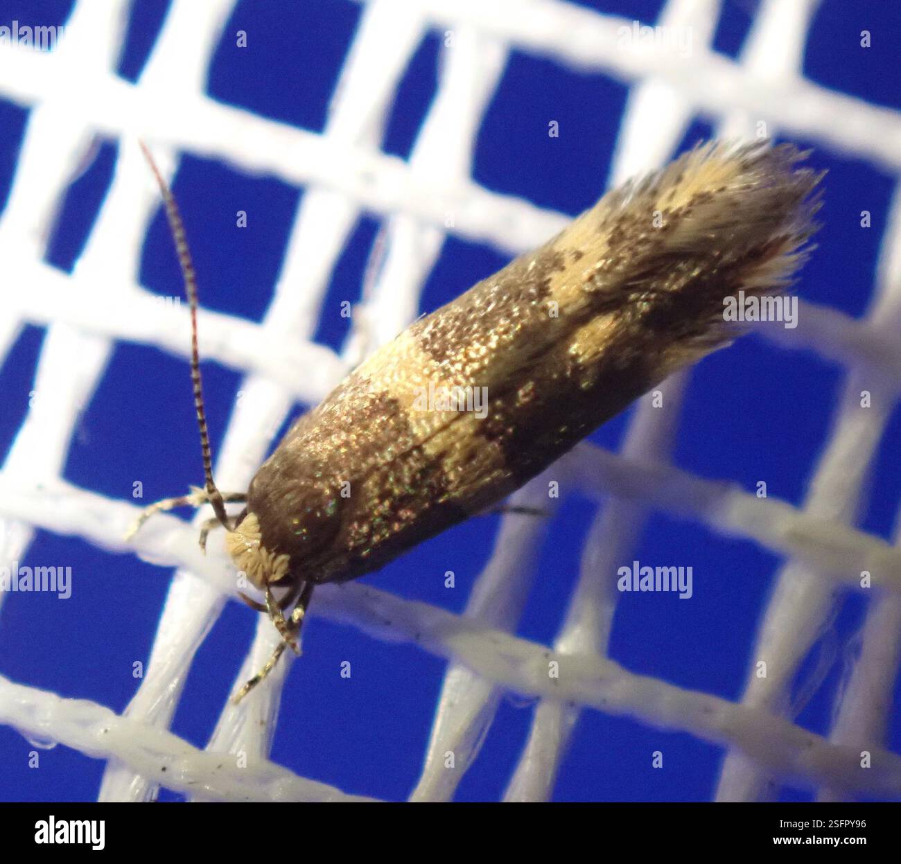 Curved-horn Moths (Gelechioidea), Insecta, Santo Antão, Cape Verde, CV ...