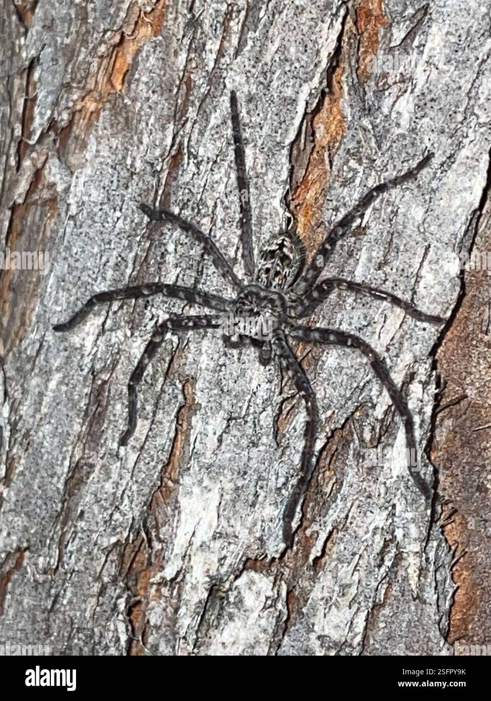 Banded Huntsman Spiders (Holconia), Arachnida, Dharawal National Park ...