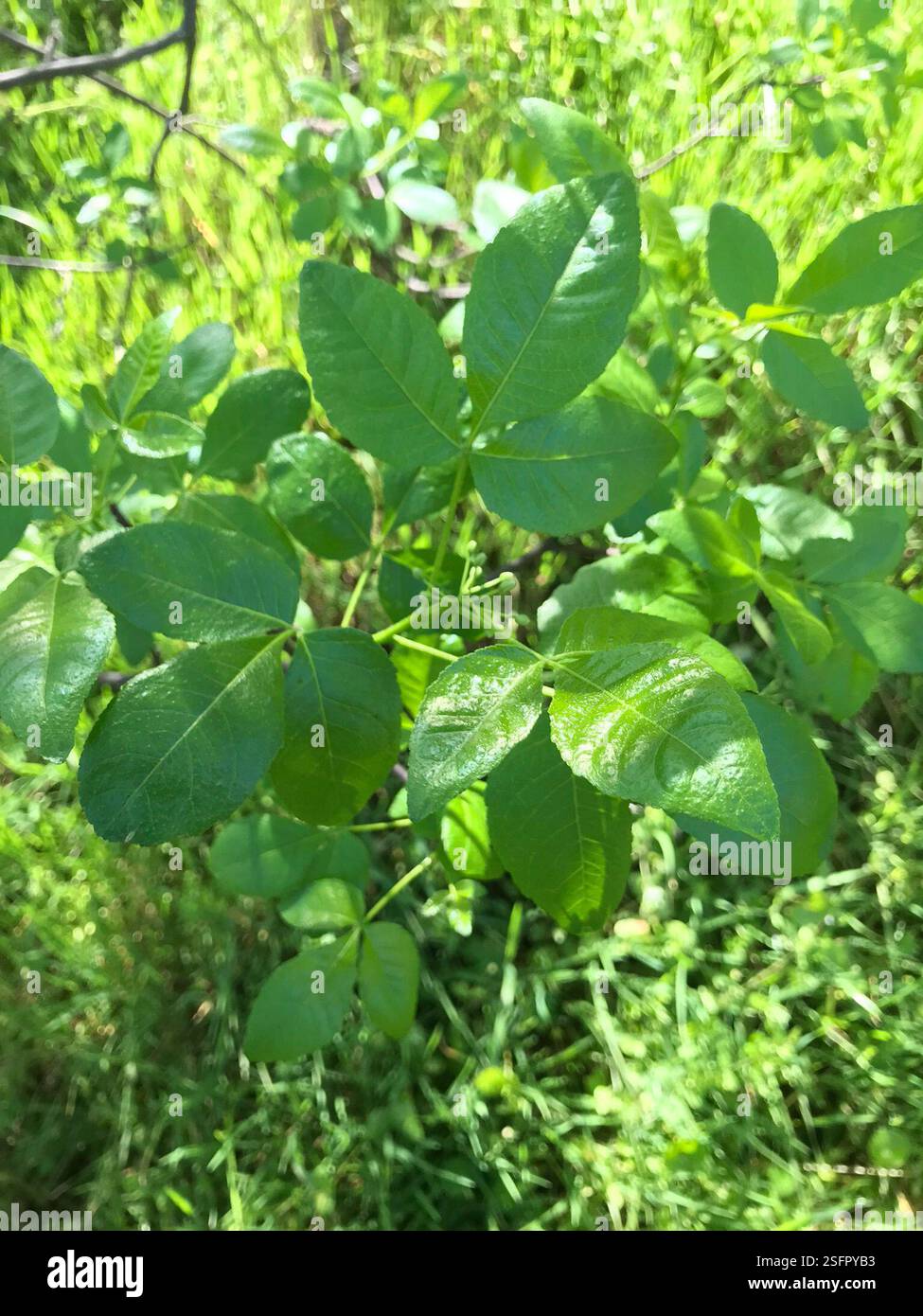 Western Hoptree (Ptelea crenulata), Plantae, Contra Costa County, CA ...