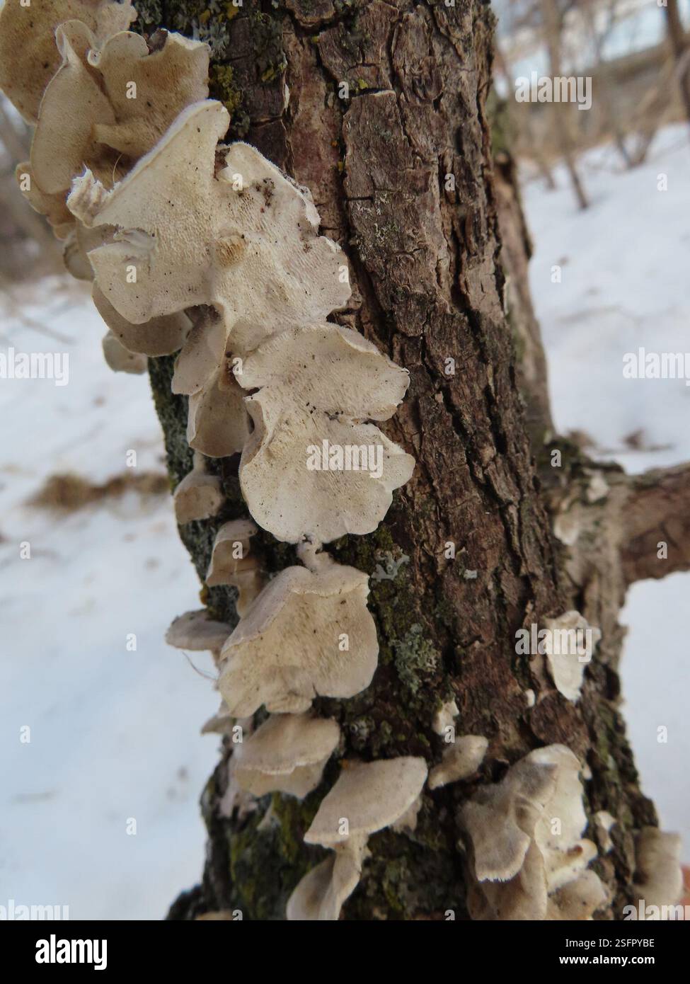 shelf fungi (Polyporales), Fungi, Milwaukee, Wisconsin, United States ...