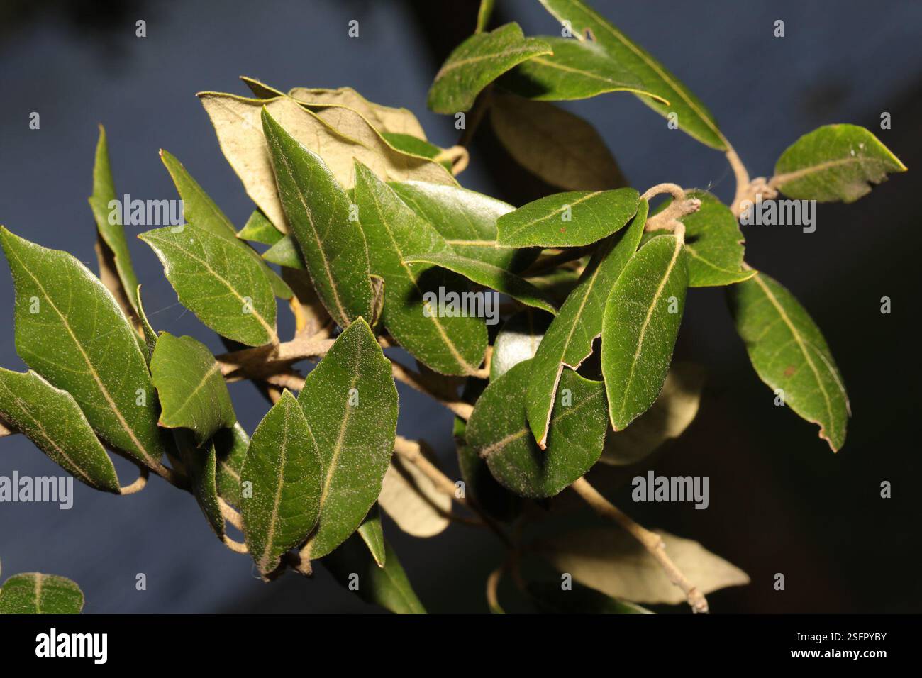 Holm oak (Quercus ilex), Plantae, Sefton Park, Mossley Hill Drive ...
