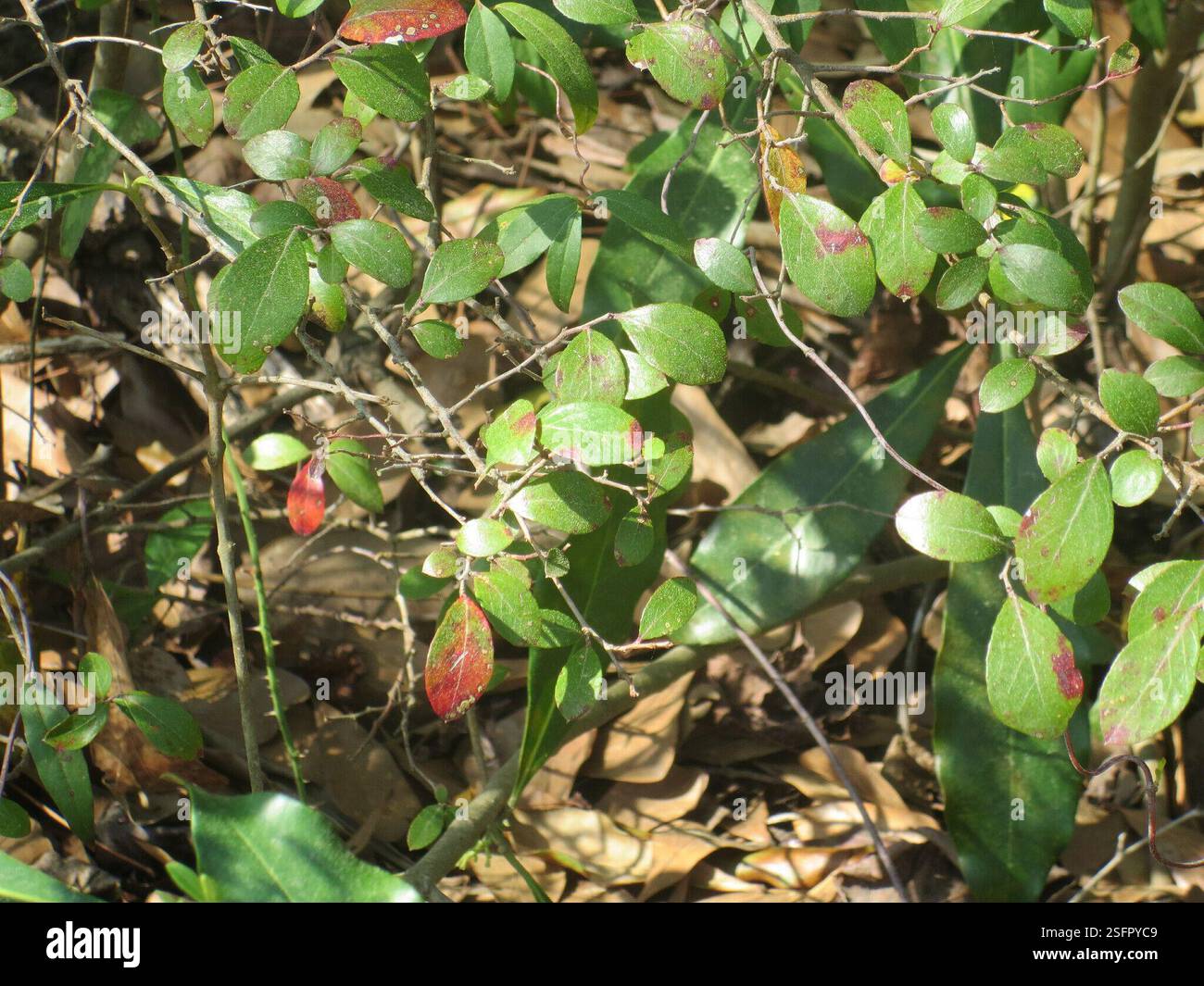 sparkleberry (Vaccinium arboreum), Plantae, Windsor Forest, Savannah ...