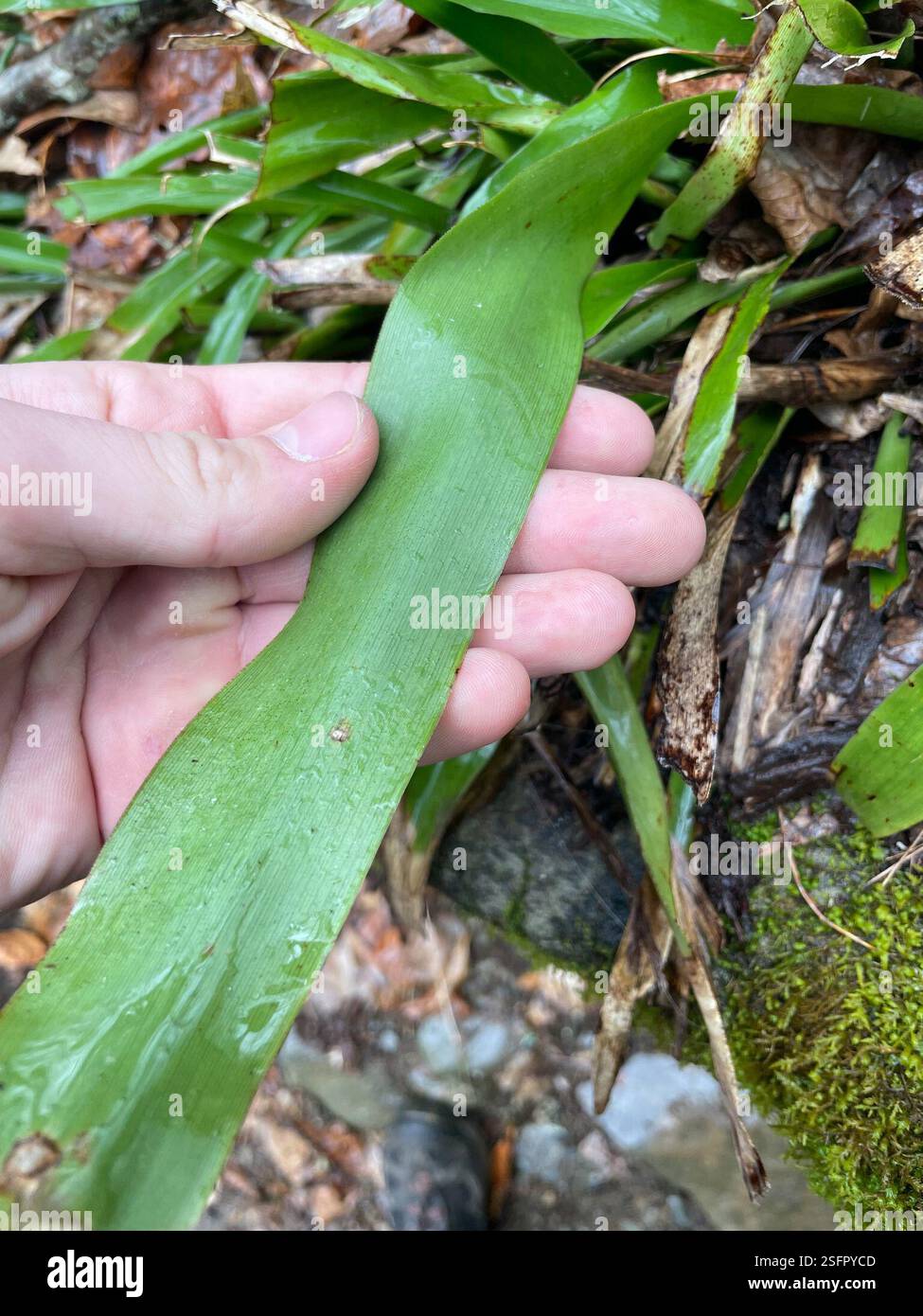 Fraser's Sedge (Carex fraseriana), Plantae, North Carolina, US Stock ...
