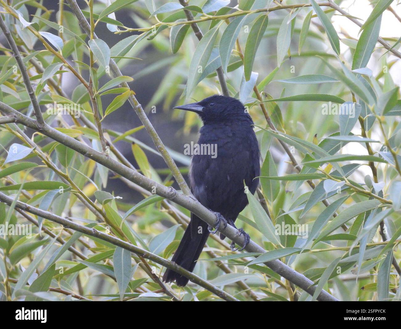 Austral Blackbird (Curaeus curaeus), Aves, Nahuel Huapi Lake, San ...