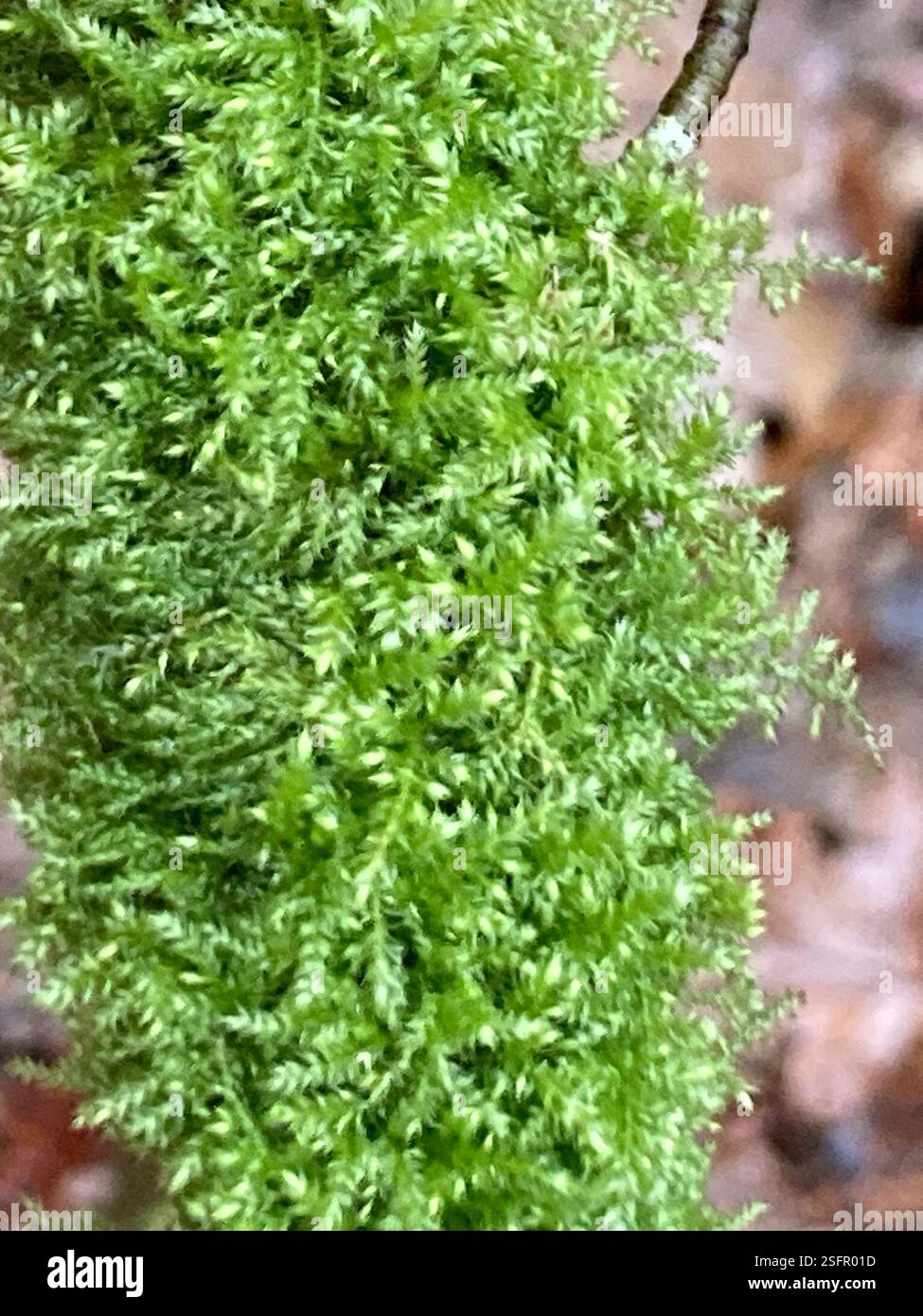 Common Feather-moss (Kindbergia praelonga), Plantae, Orchard Rise ...