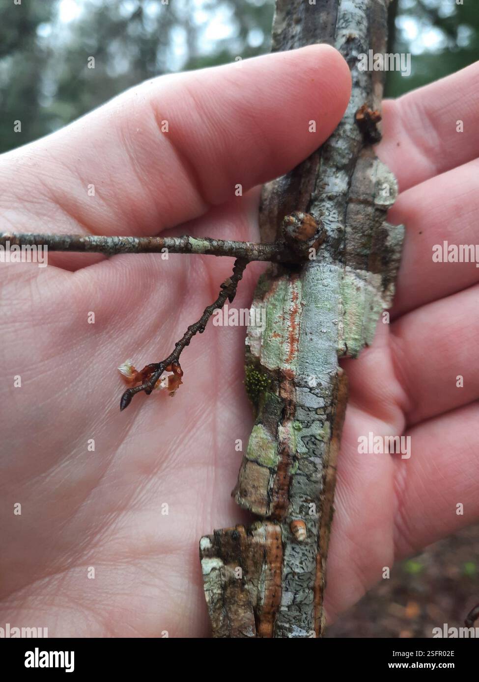 Winged Elm (Ulmus alata), Plantae, Ravenel, SC 29470, USA Stock Photo ...