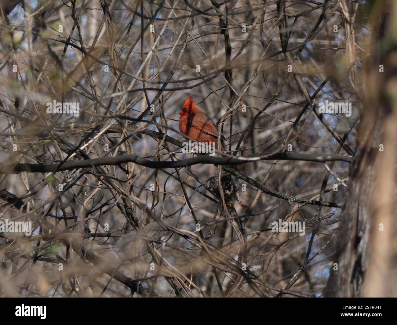 Northern Cardinal (Cardinalis cardinalis), Aves, 8601 Lindbergh Blvd ...