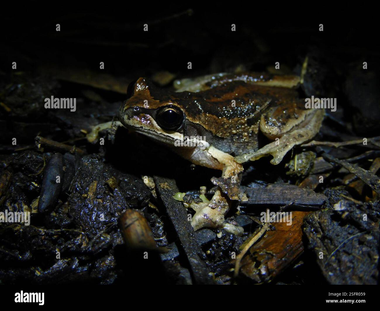 Brown Tree Frog (Litoria ewingii), Amphibia, Hobart TAS, Australia ...