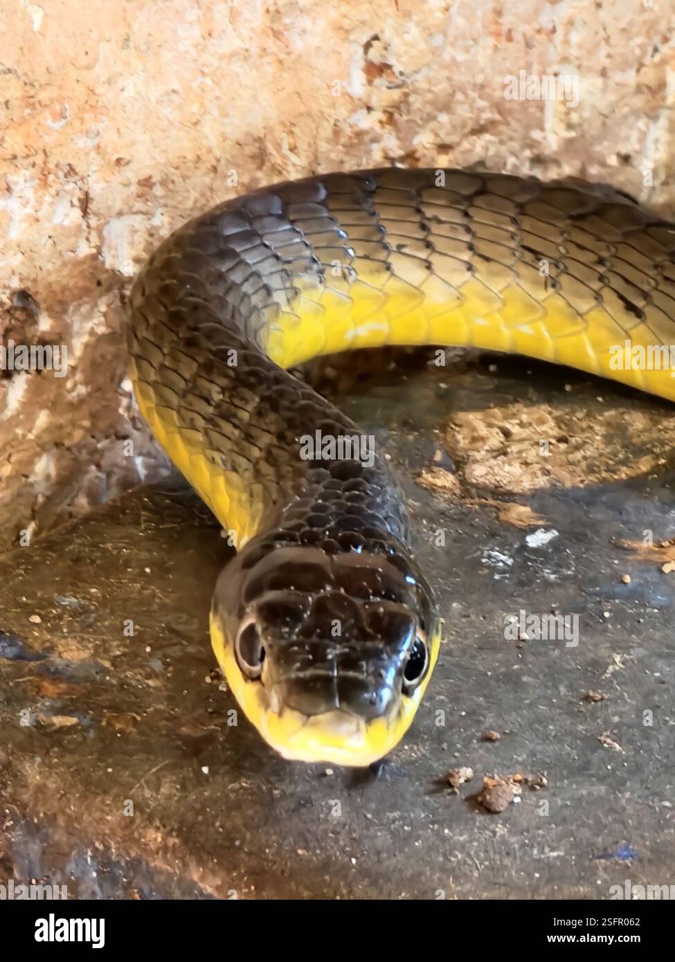 Common Tree Snake (Dendrelaphis punctulatus), Reptilia, Bouldercombe ...