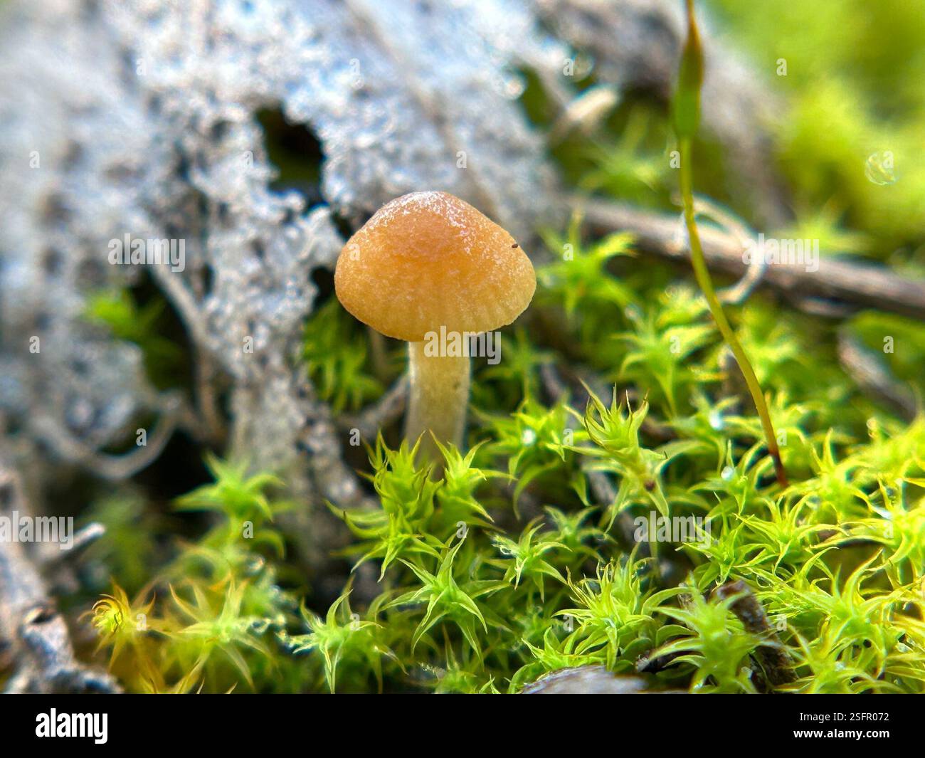 Moss Bells (Galerina), Fungi, Montaña de Oro State Park, Los Osos, CA ...