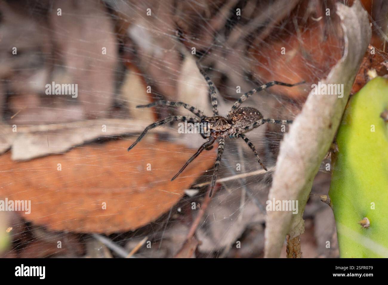 Lake Placid Funnel Wolf Spider (Sosippus placidus), Arachnida, Placid ...