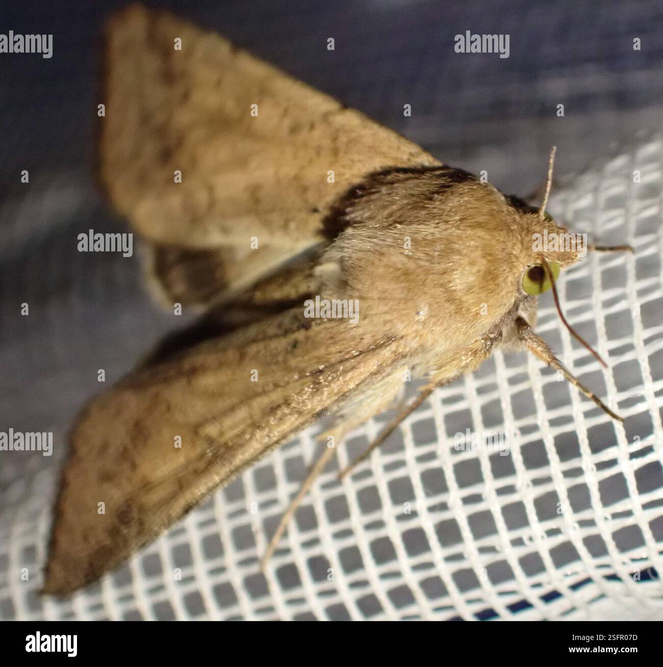 Cotton Bollworm Moth (Helicoverpa armigera), Insecta, Santo Antão, Cape ...