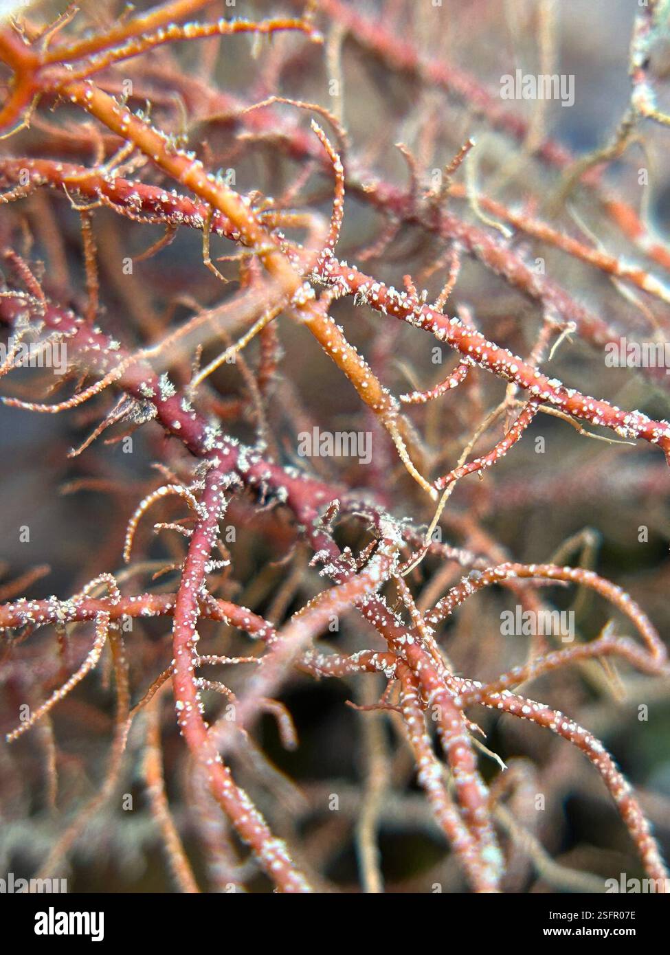 Red Beard Lichen (Usnea rubicunda), Fungi, Montaña de Oro State Park ...