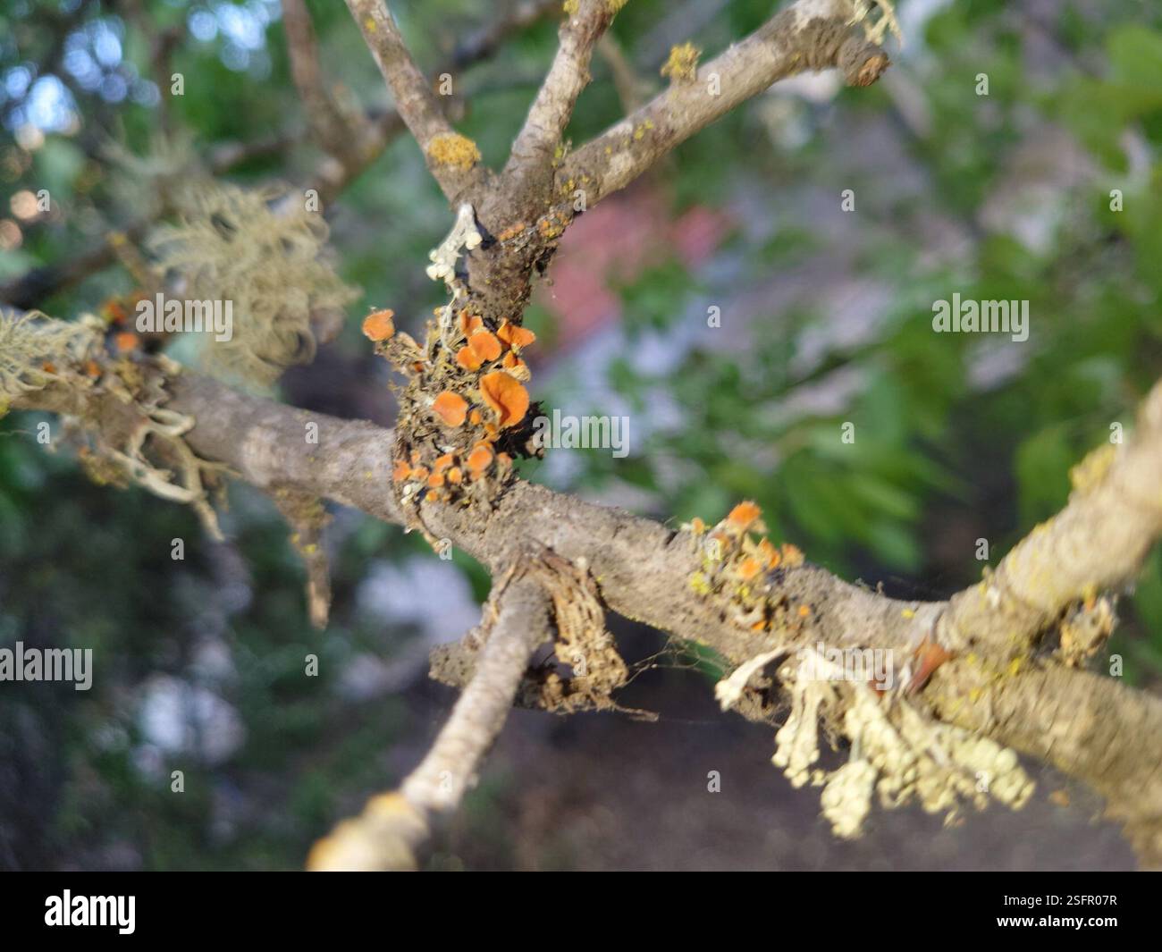 Golden-eye Lichen (Teloschistes chrysophthalmus), Fungi, Paine ...