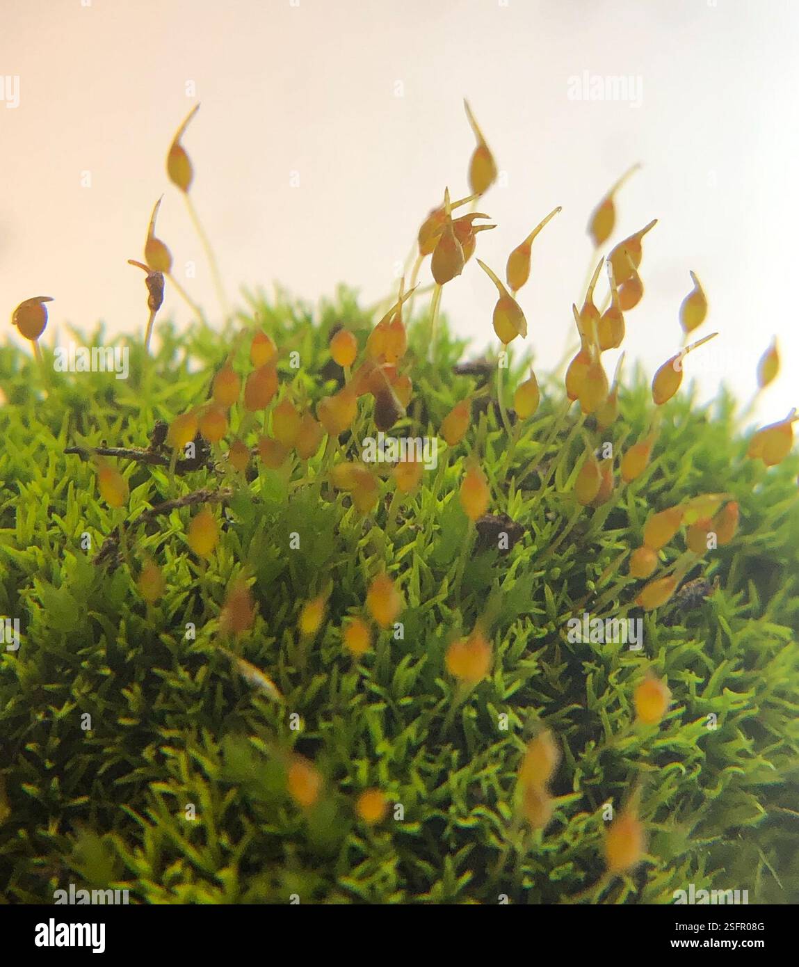 Green-tufted Stubble Moss (Weissia controversa), Plantae, Latrobe Dr ...