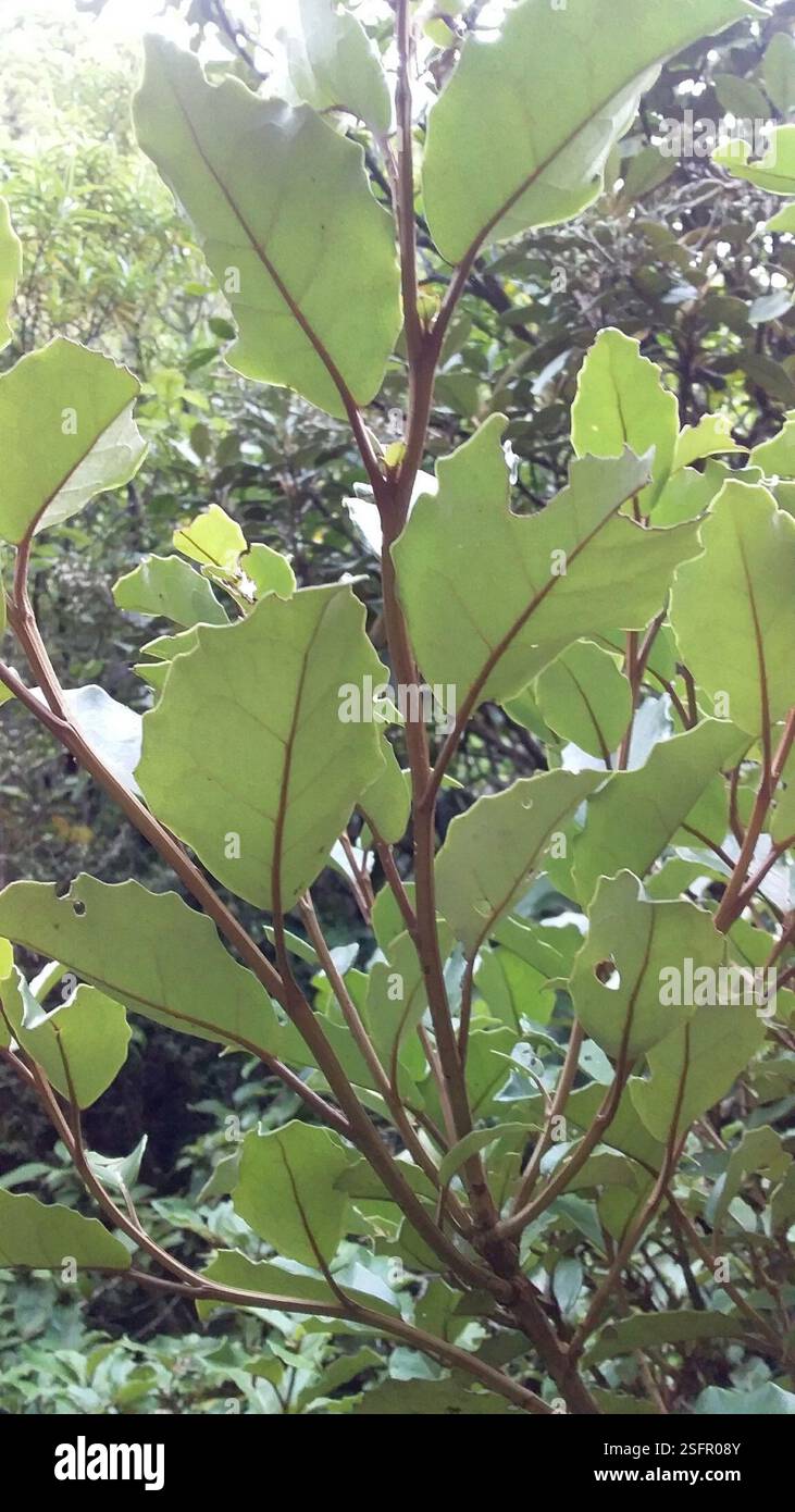 Common tree daisy (Olearia arborescens), Plantae, Stratford 4391, New ...