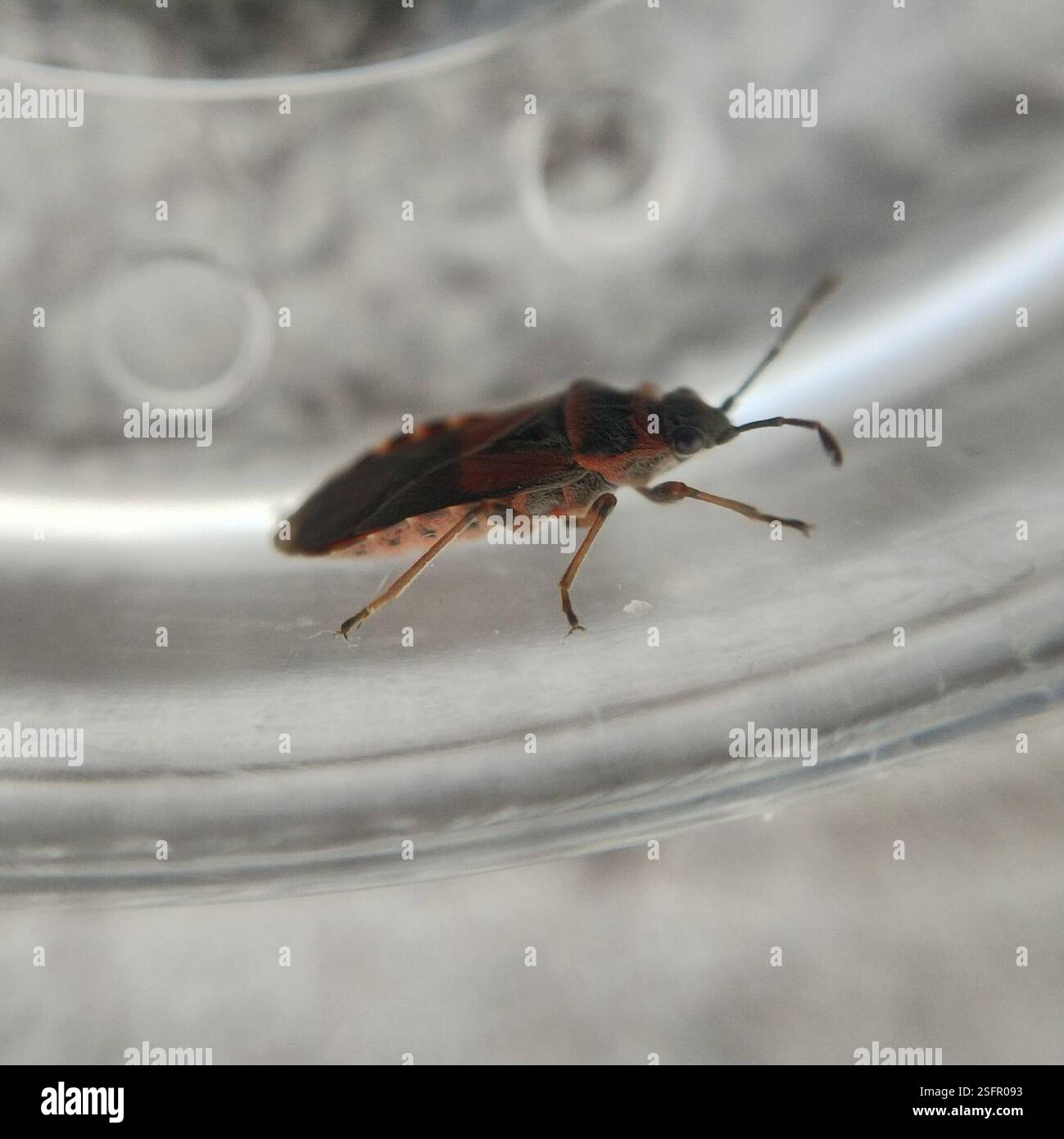 Elm Seed Bug (Arocatus melanocephalus), Insecta, 4000 Staria grad ...