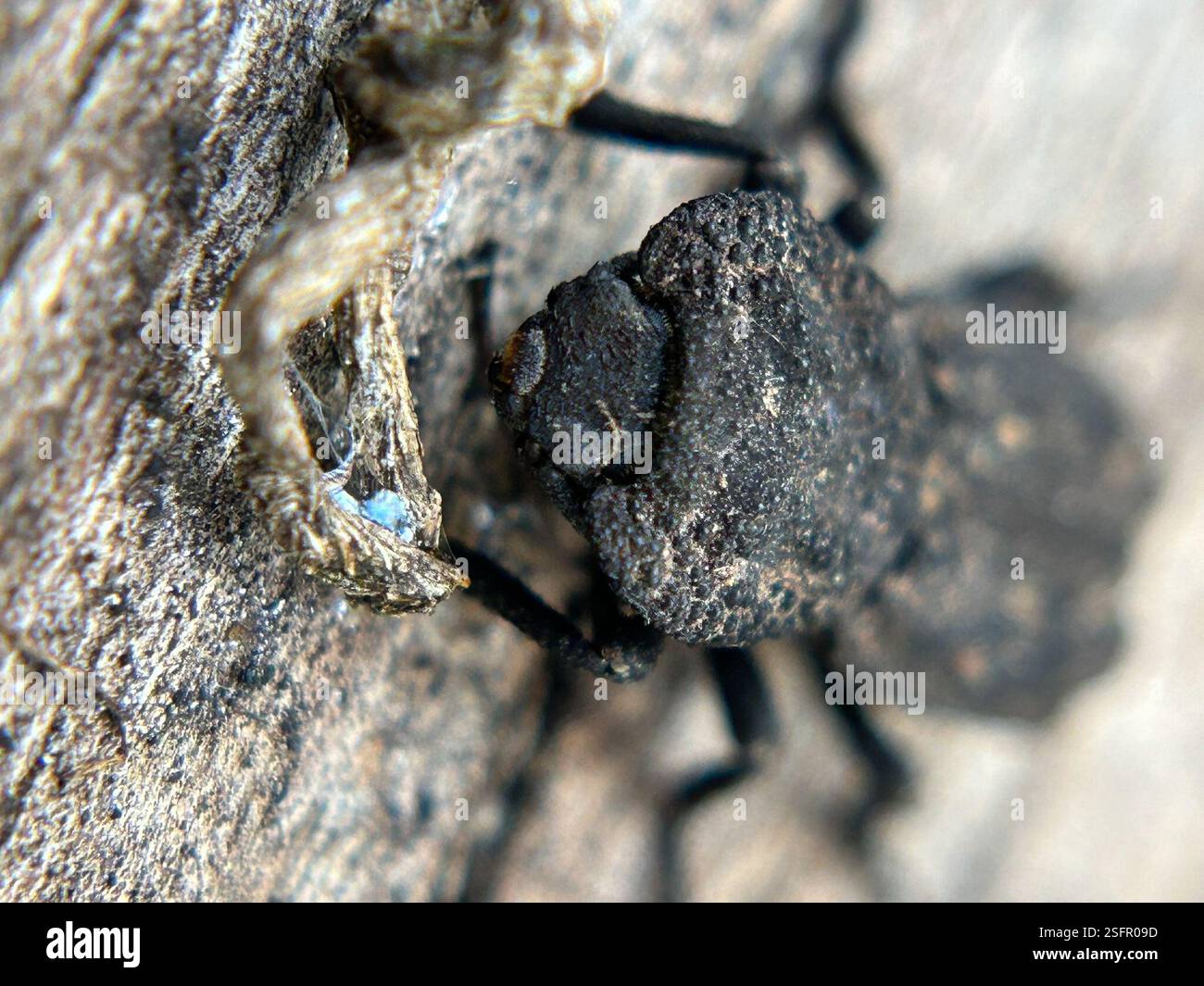 Wrinkled Ironclad Beetle (Phloeodes plicatus), Insecta, Broderson Ave ...