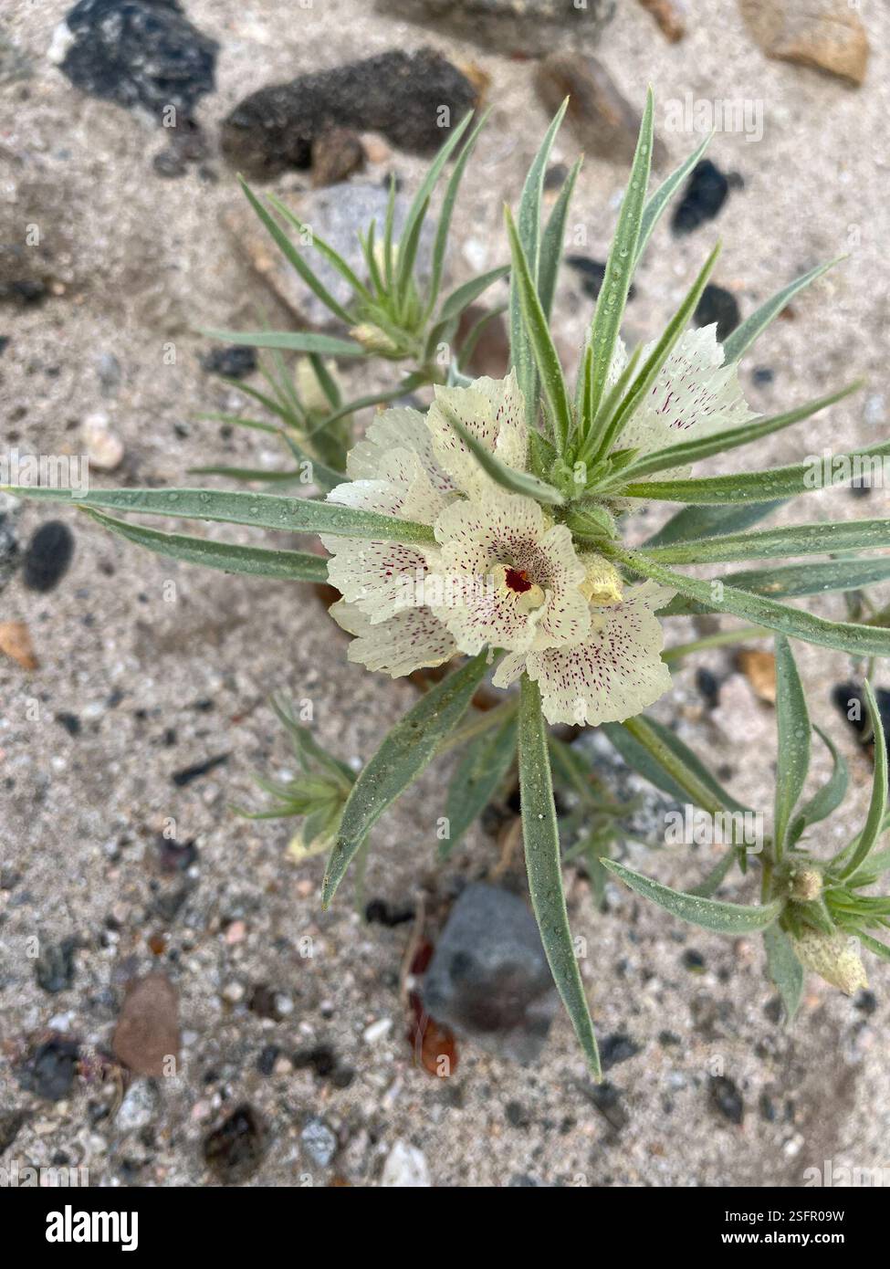 ghost flower (Mohavea confertiflora), Plantae, Box Canyon Rd, Mecca, CA ...