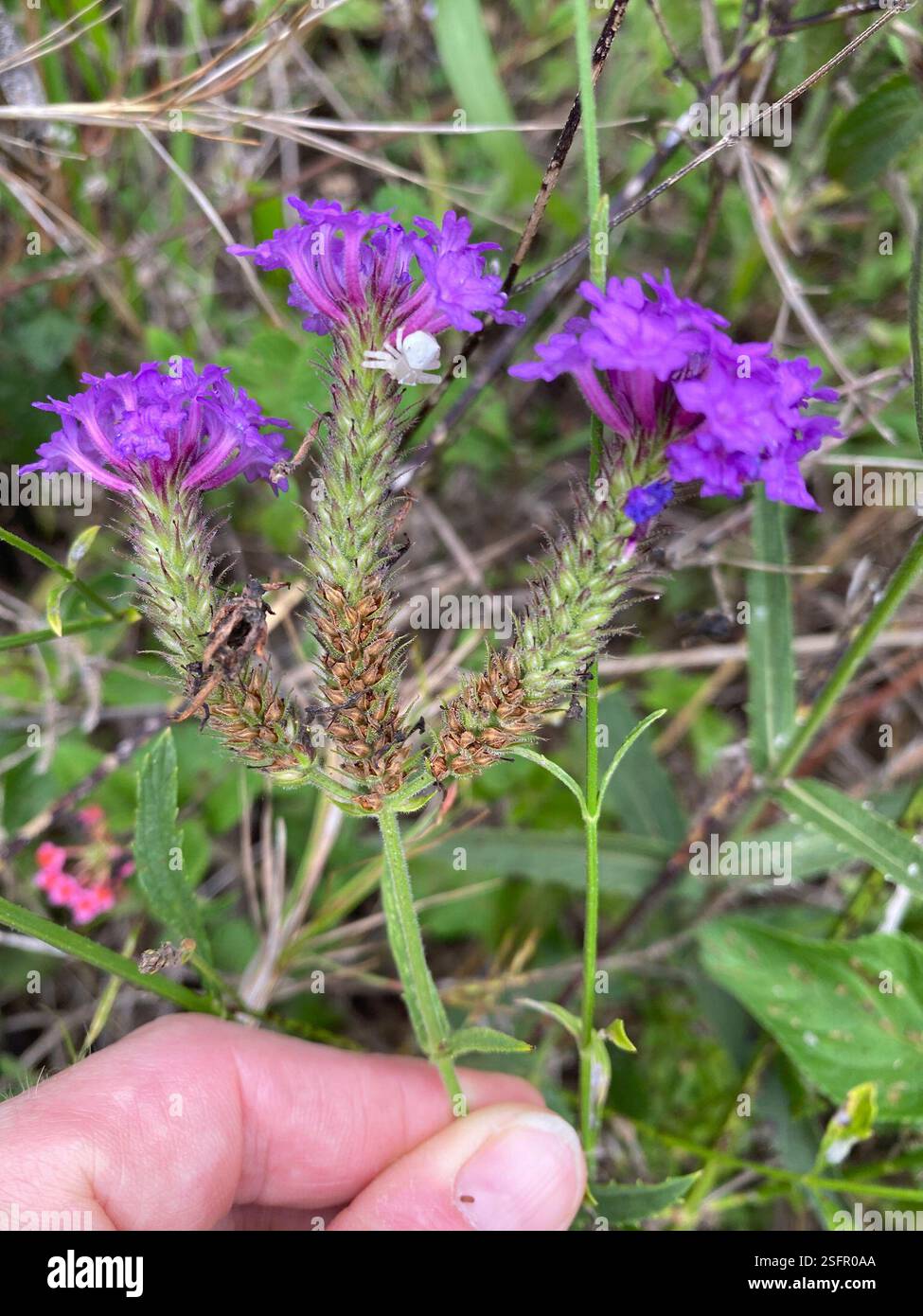 Slender Vervain (Verbena rigida), Plantae, Southeast Outer Brisbane ...