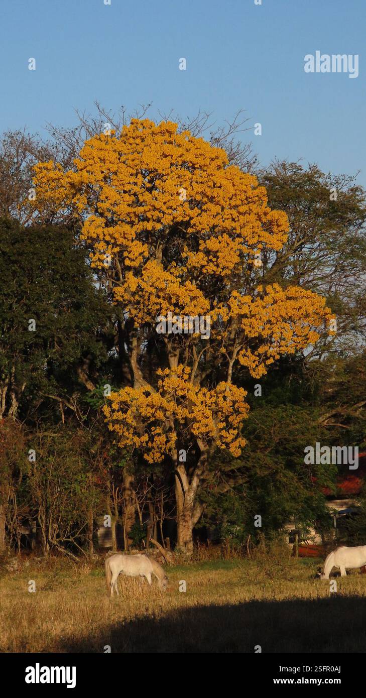 Golden Trumpet-tree (Handroanthus chrysanthus), Plantae, El Zamorano ...