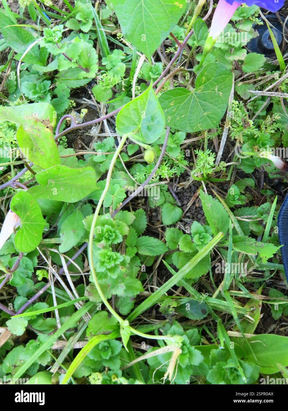 common morning-glory (Ipomoea purpurea), Plantae, Howick, 3290, South ...