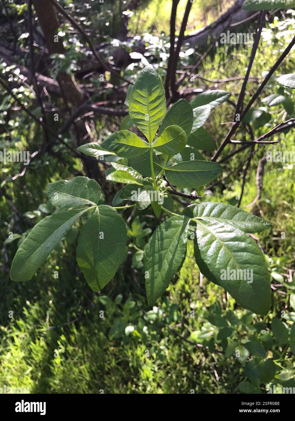 Western Hoptree (Ptelea crenulata), Plantae, Contra Costa County, CA ...