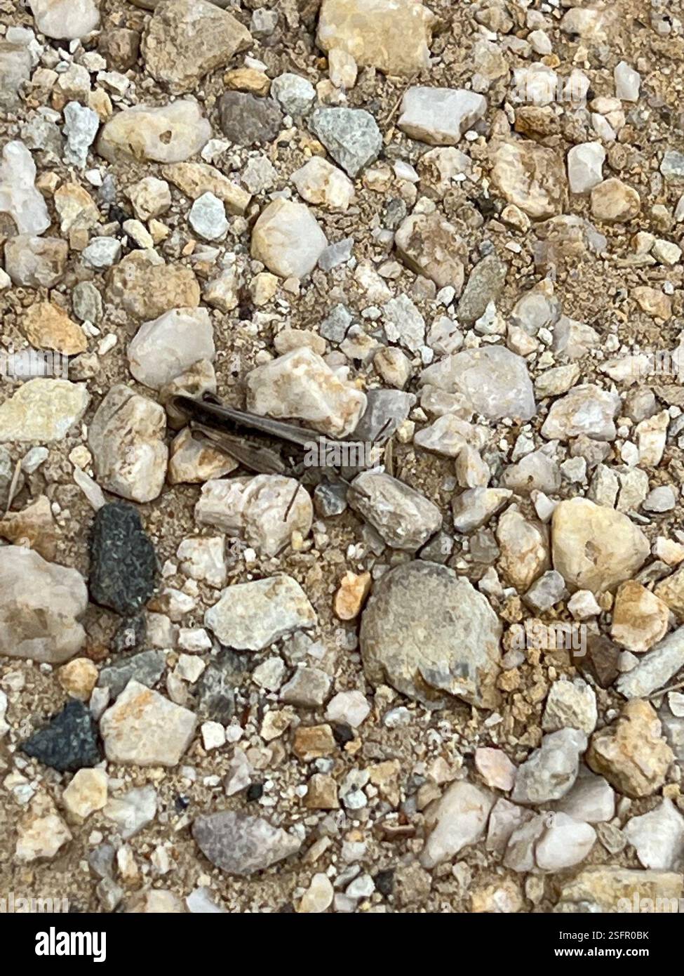 (Austroicetes), Insecta, Tasmania, Rowella, TAS, AU Stock Photo - Alamy