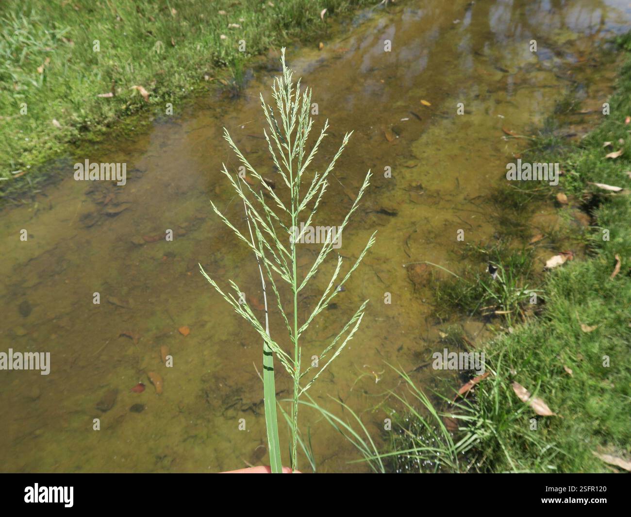 mexican sprangletop (Diplachne fusca uninervia), Plantae, Boambee, nsw ...