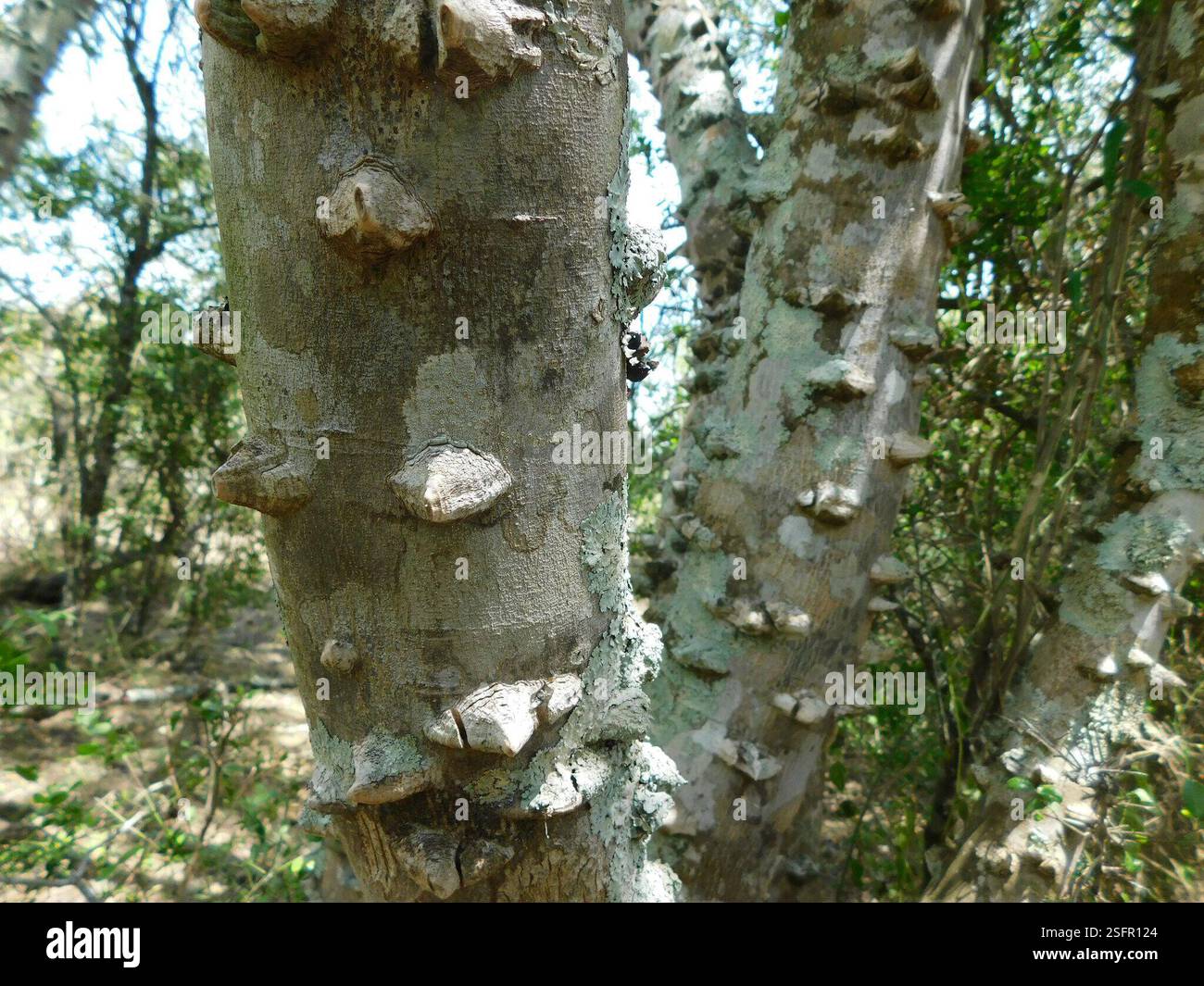 Tambataru (Zanthoxylum rhoifolium), Plantae, Departamento de Artigas ...