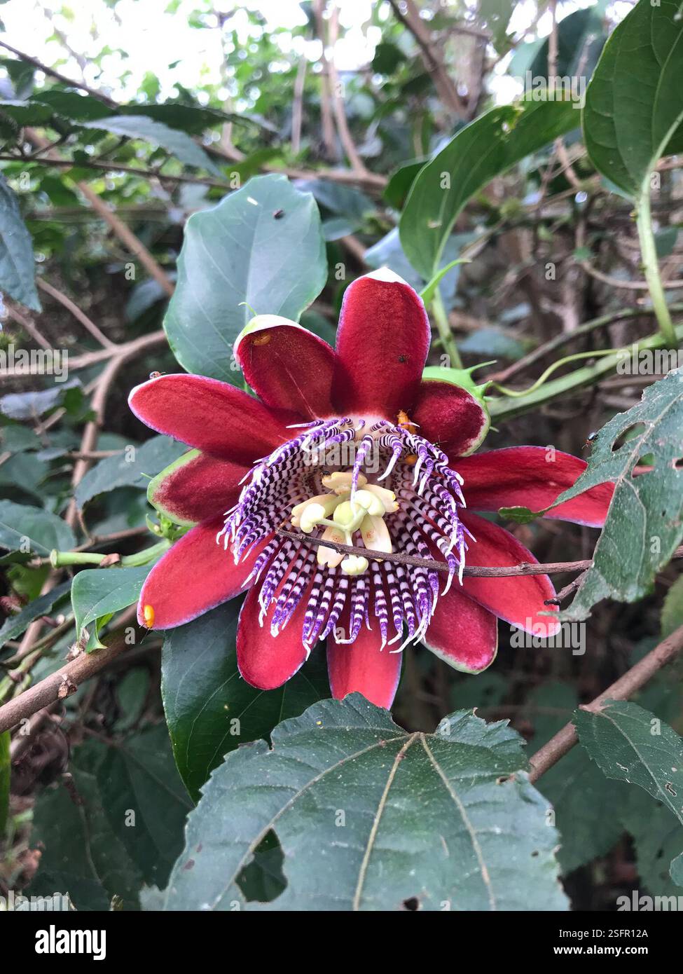 Winged-Stem Passion Flower (Passiflora alata), Plantae, Iguaçu National ...