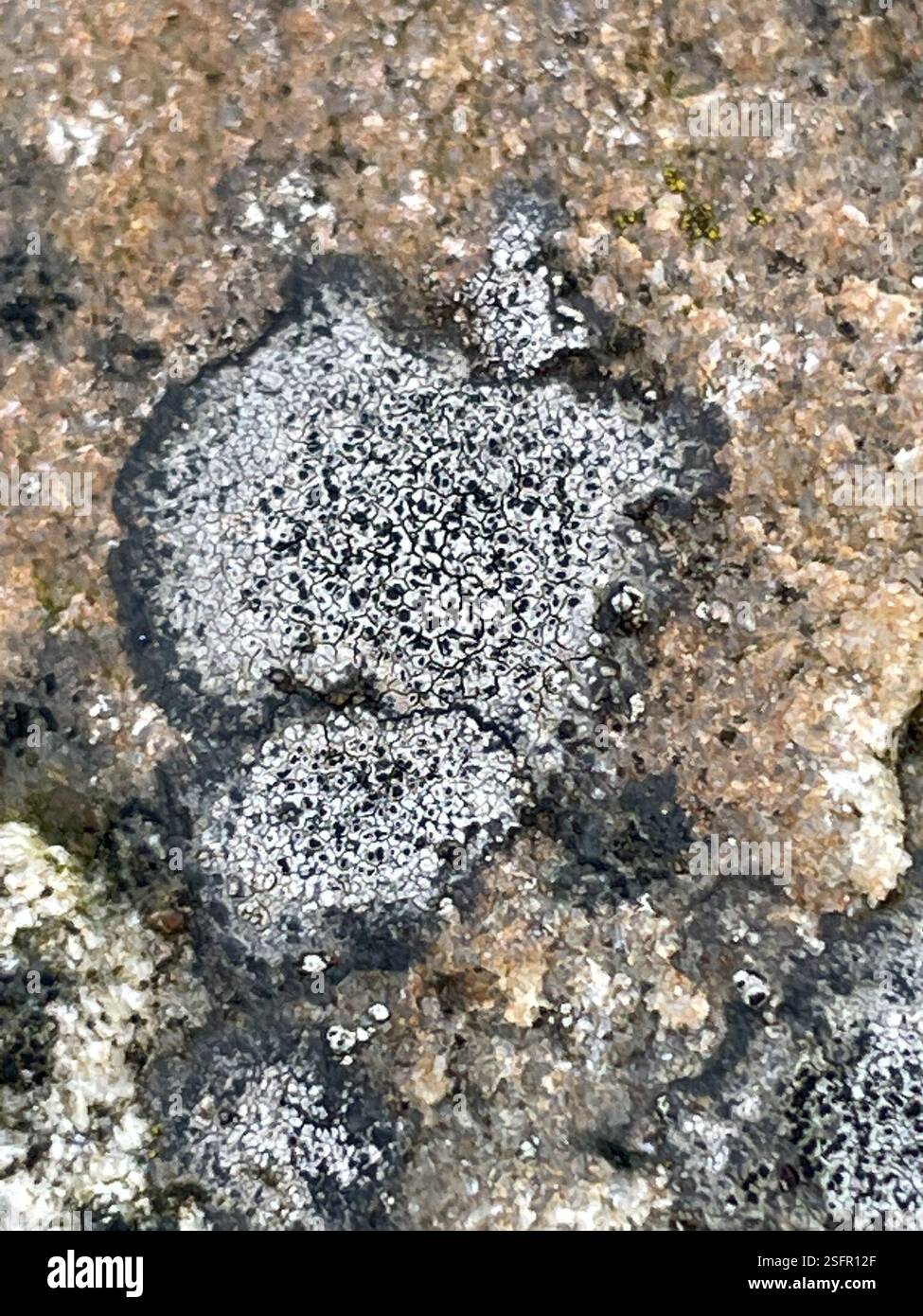 Buellia aethalea hi-res stock photography and images - Alamy