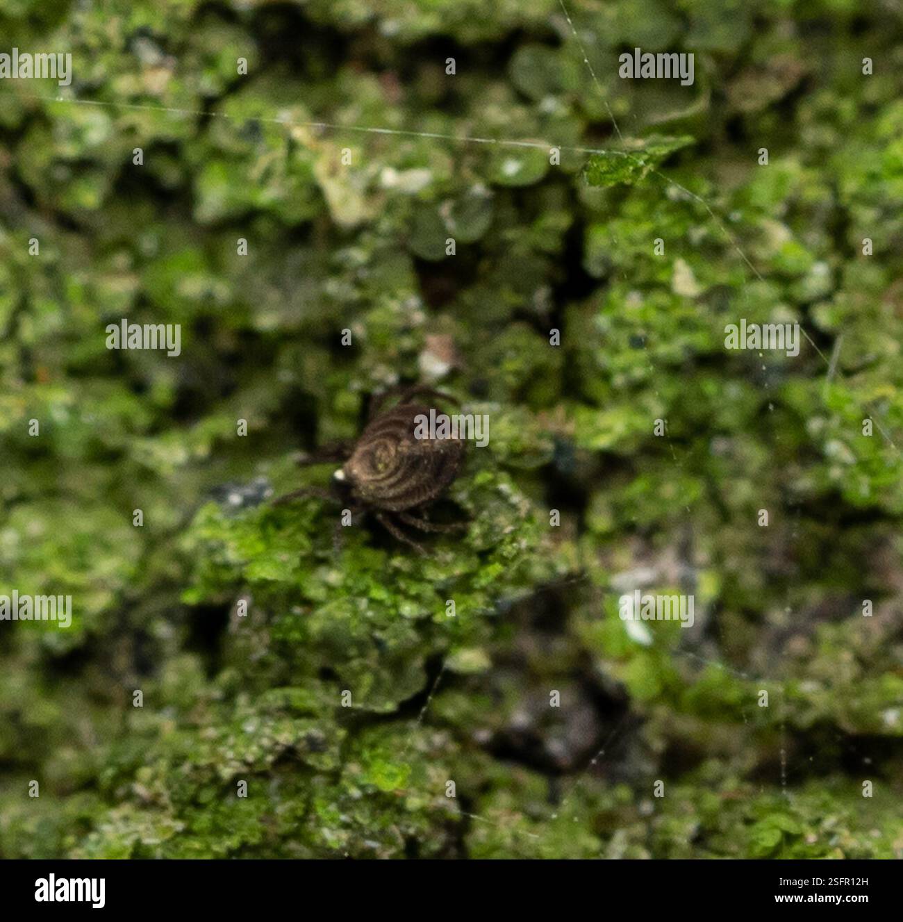 (Neoliodes), Arachnida, Ataahua, New Zealand, just a few mm long. On a ...