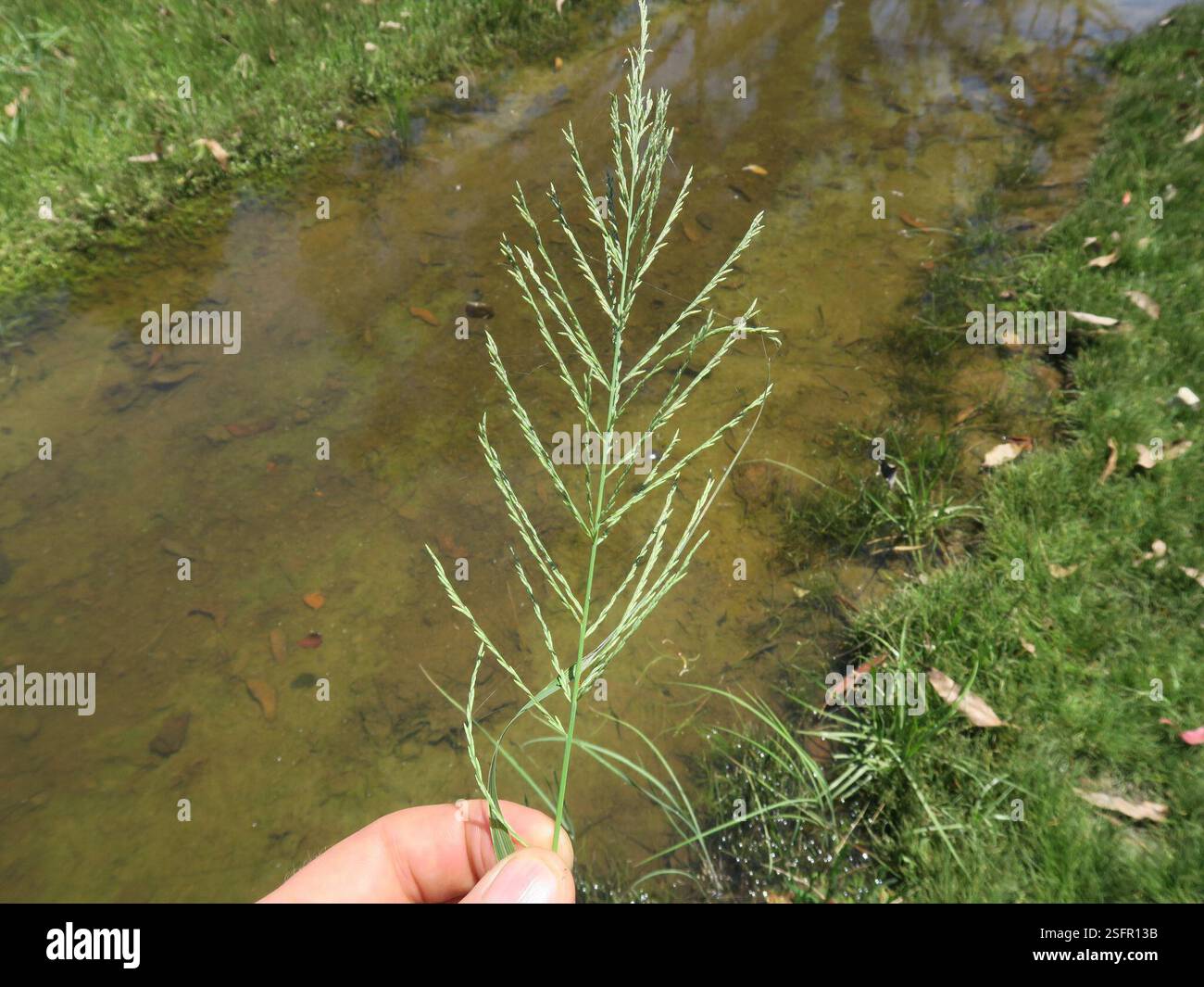 mexican sprangletop (Diplachne fusca uninervia), Plantae, Boambee, nsw ...
