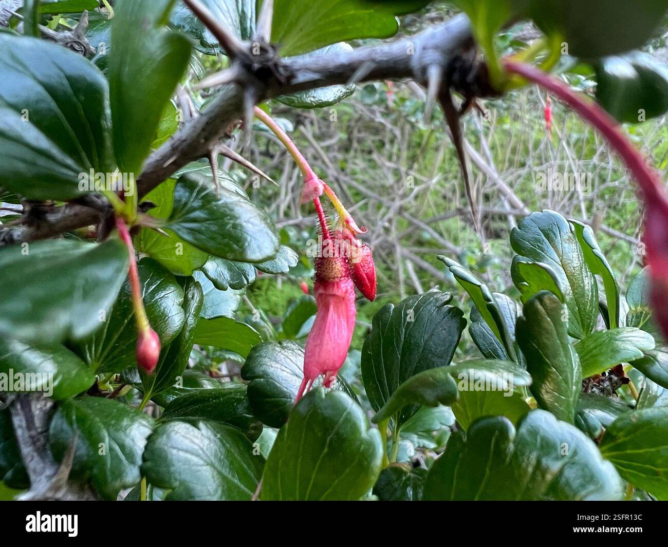 Fuchsiaflower Gooseberry (Ribes speciosum), Plantae, Orange County, CA ...