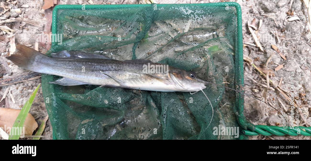 Pale Catfish (Rhamdia guatemalensis), Actinopterygii, Antón, Panamá ...