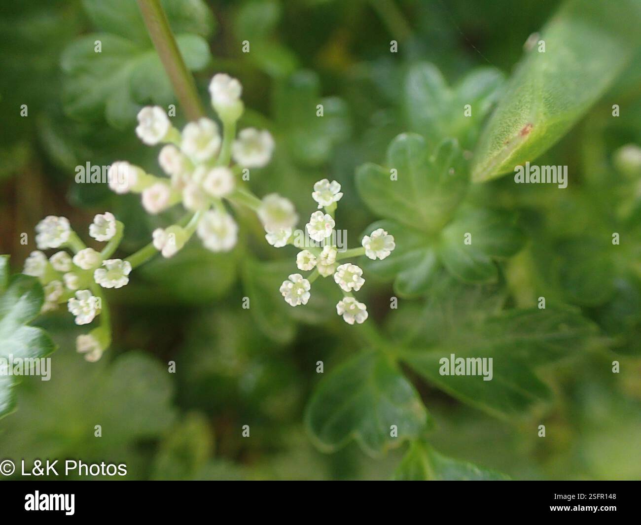 Sea Celery (Apium prostratum), Plantae, Princetown VIC 3269, Australia ...