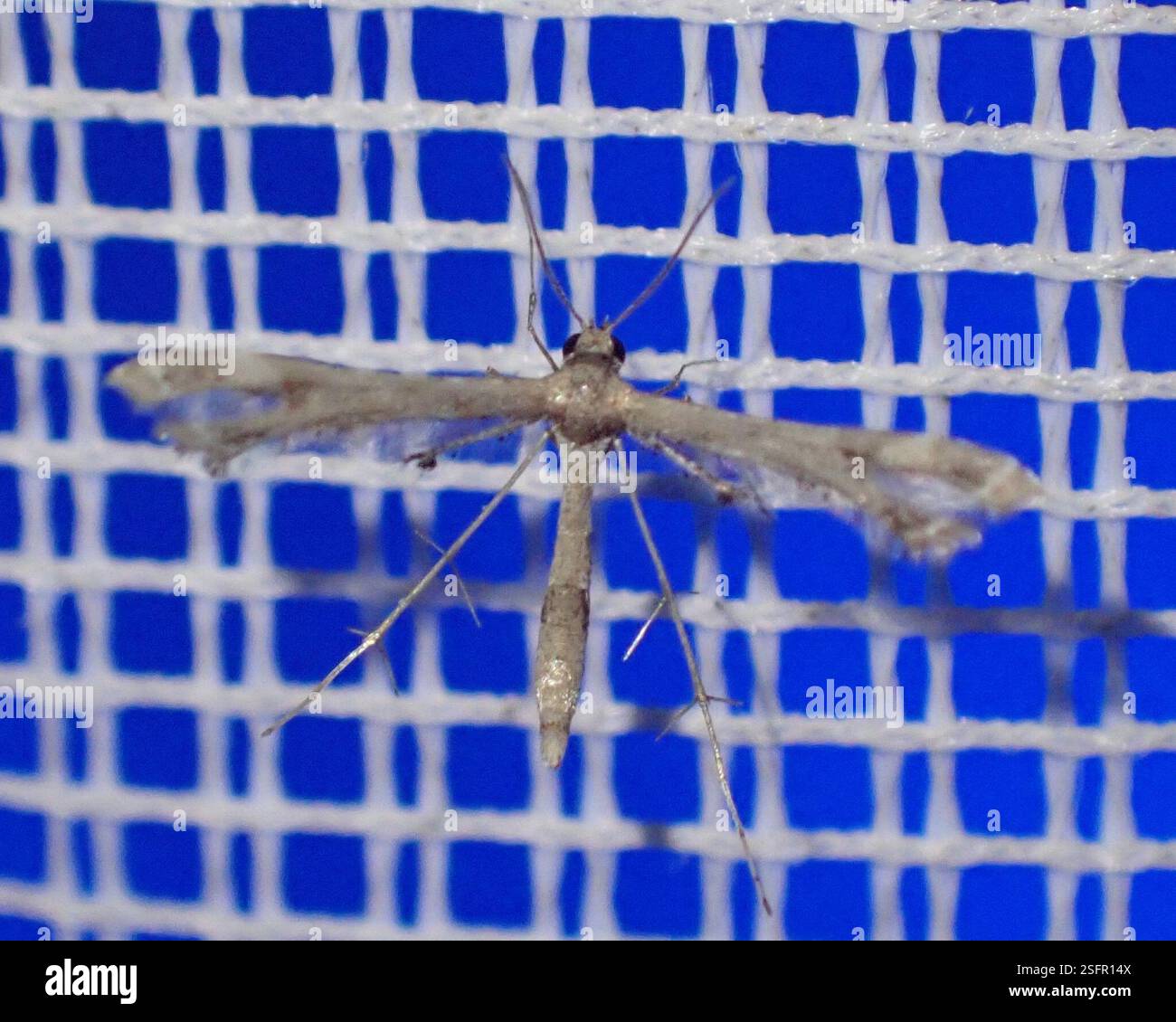 Lantana Plume Moth (Lantanophaga pusillidactylus), Insecta, Santo Antão ...